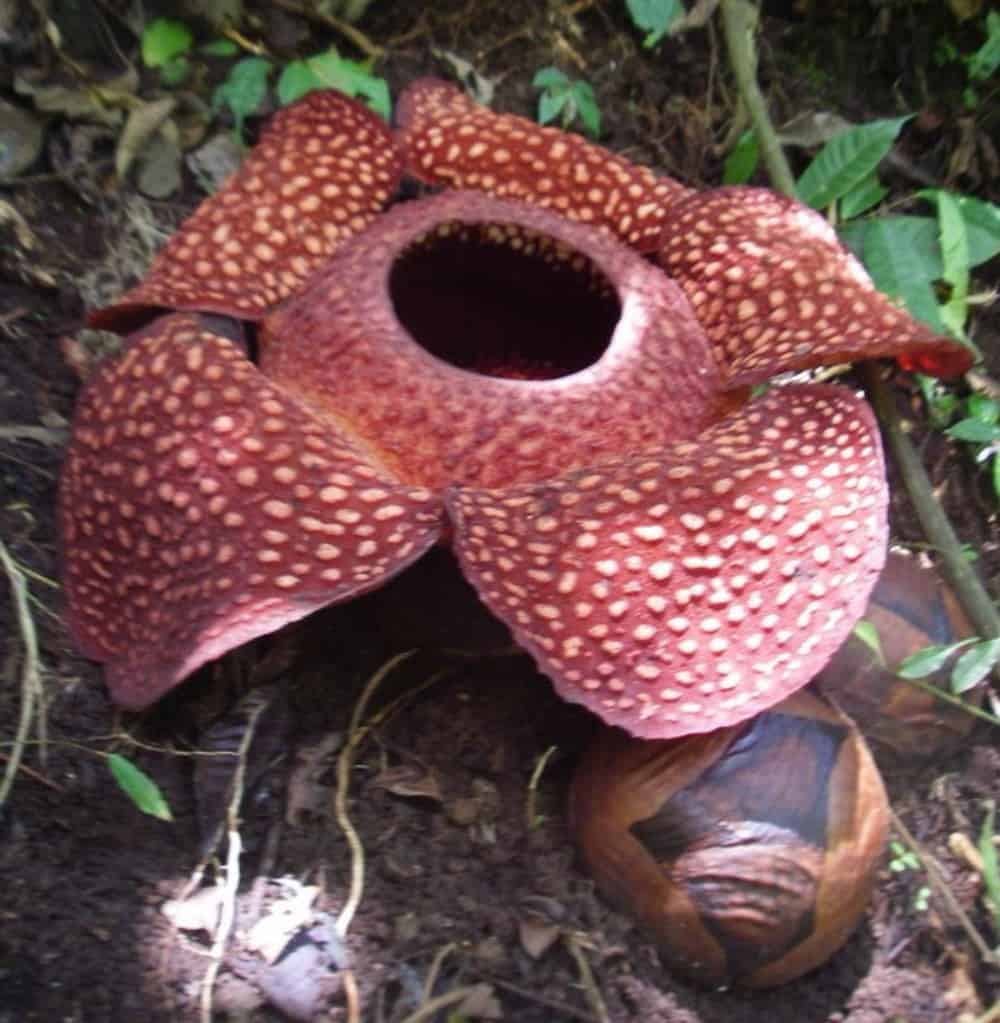 Rafflesia - världens största blomma - Save the Orangutan - Sverige